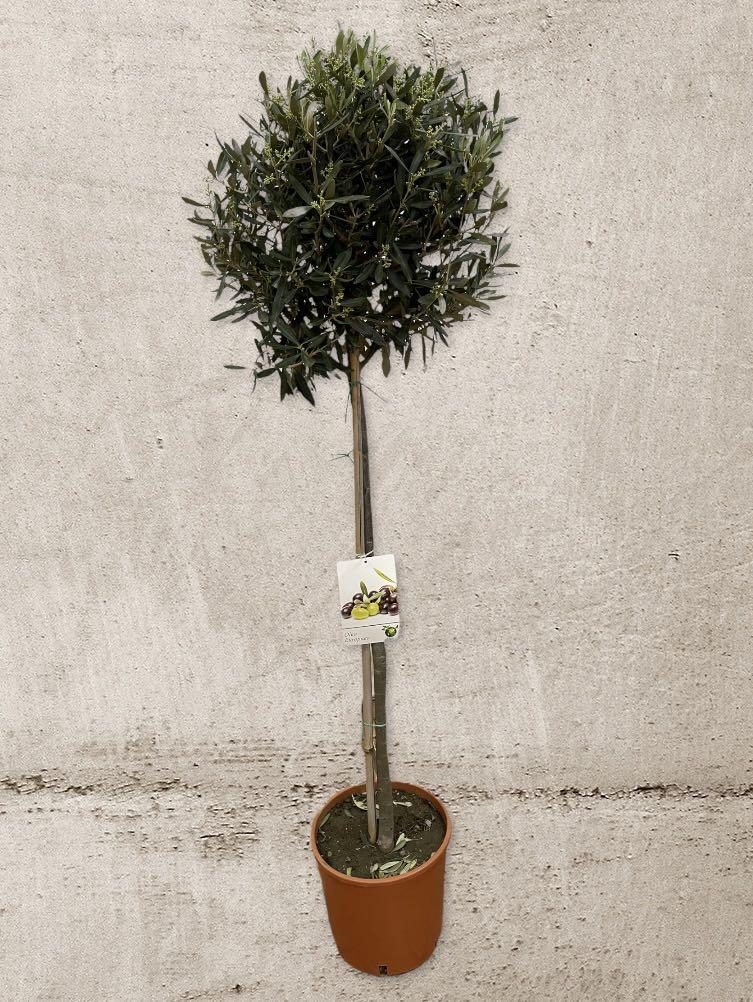Topiary Olive tree (Europe), Furniture & Home Living, Gardening, Plants ...