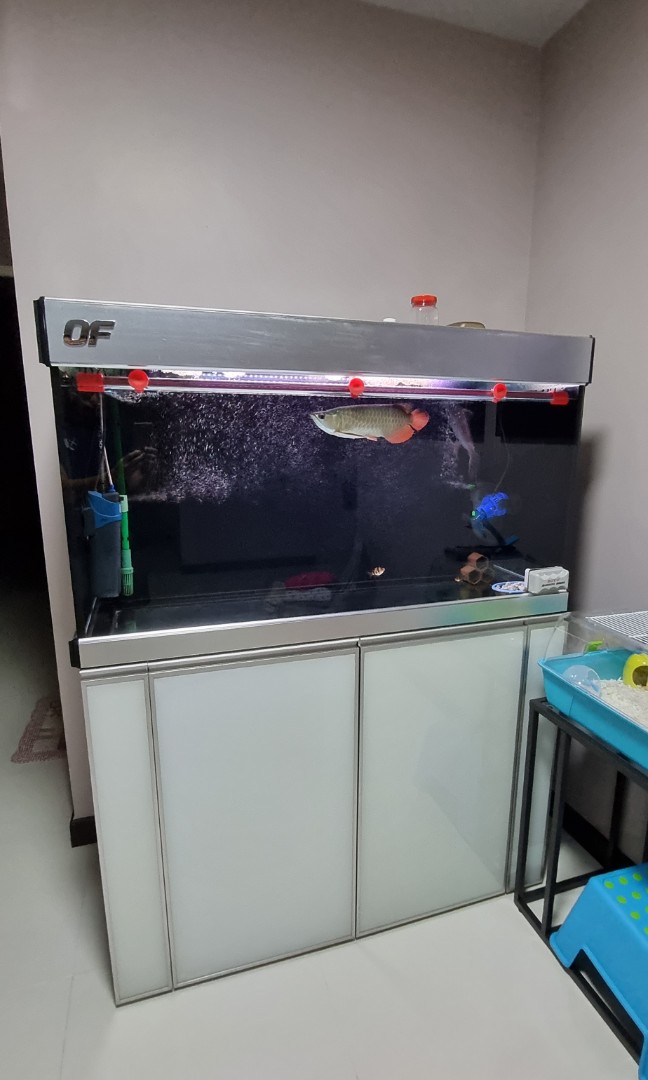 Fish tank 4 feet (Ocean Free), Pet Supplies, Homes & Other Pet ...