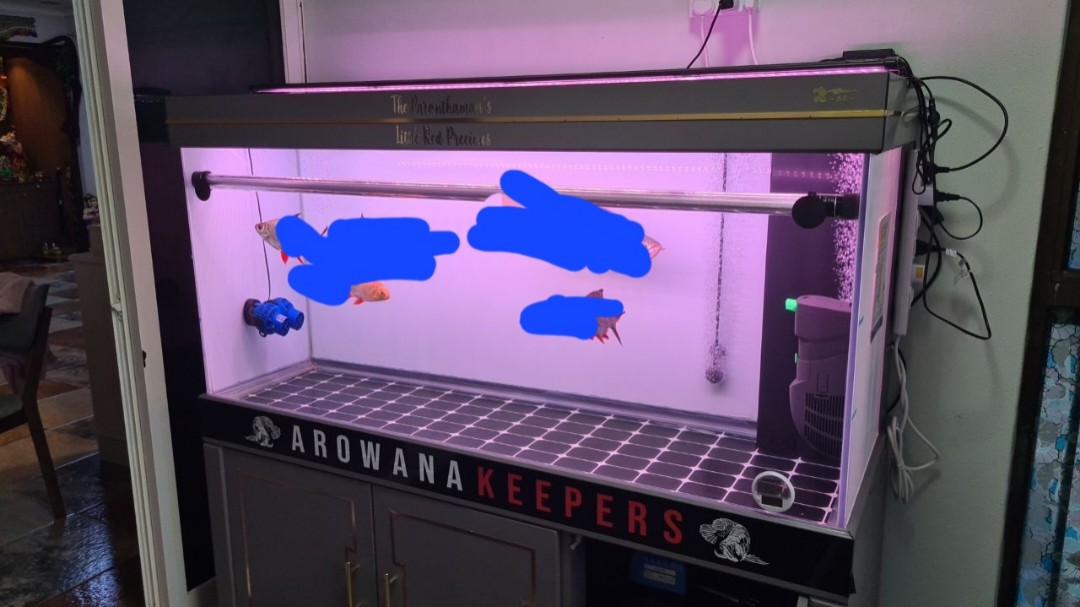 5 FEET FISH TANK, Pet Supplies, Homes & Other Pet Accessories on Carousell