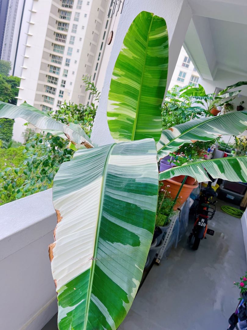 Florida Variegated banana (Musa Ae Ae, Furniture & Home Living ...