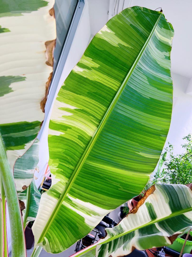 Florida Variegated banana (Musa Ae Ae, Furniture & Home Living ...