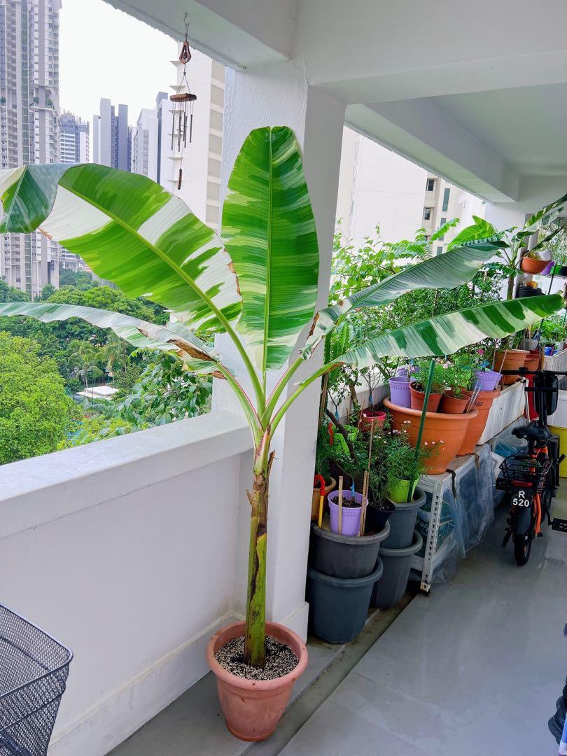Florida Variegated banana (Musa Ae Ae, Furniture & Home Living ...