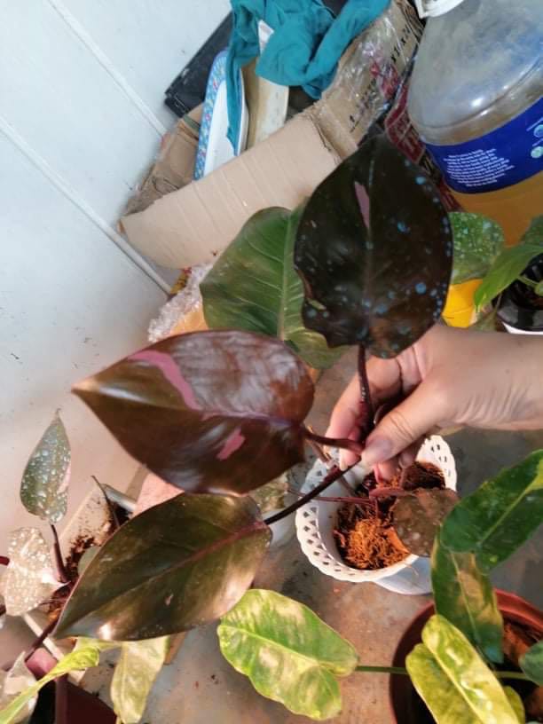 Pink princess, Furniture & Home Living, Gardening, Plants & Seeds on ...