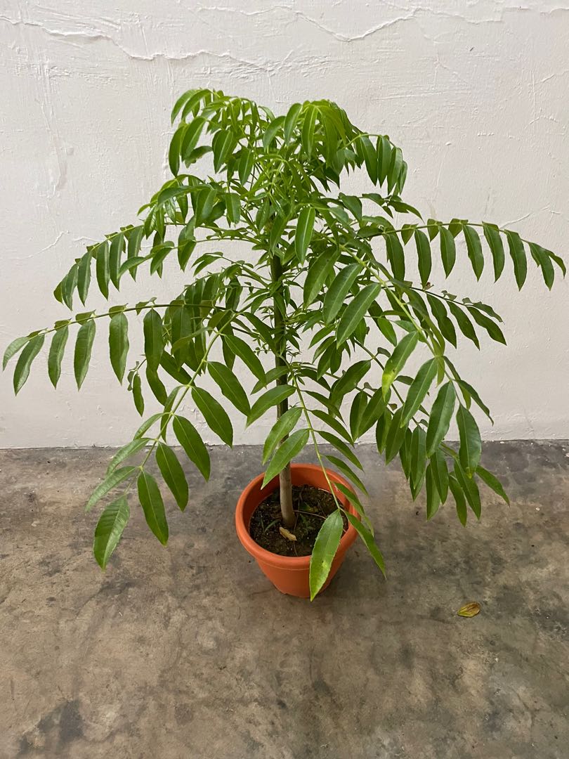 Ba long long tree (kedongdong), Furniture & Home Living, Gardening ...