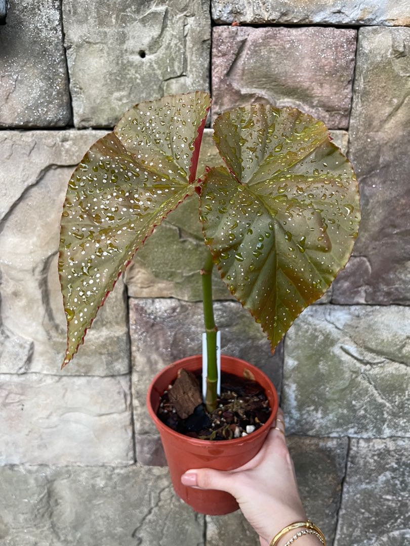 Begonia Lucerna, Furniture & Home Living, Gardening, Plants & Seeds on ...