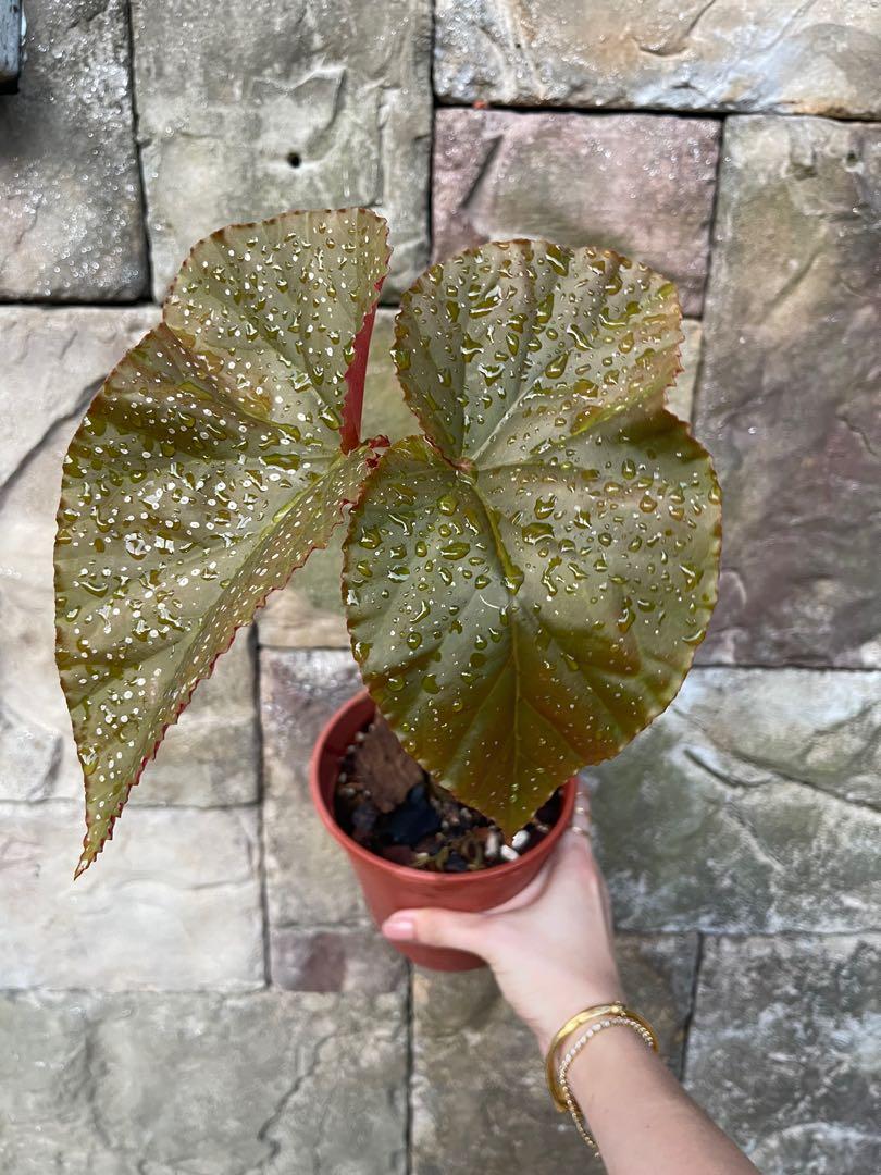 Begonia Lucerna, Furniture & Home Living, Gardening, Plants & Seeds on ...