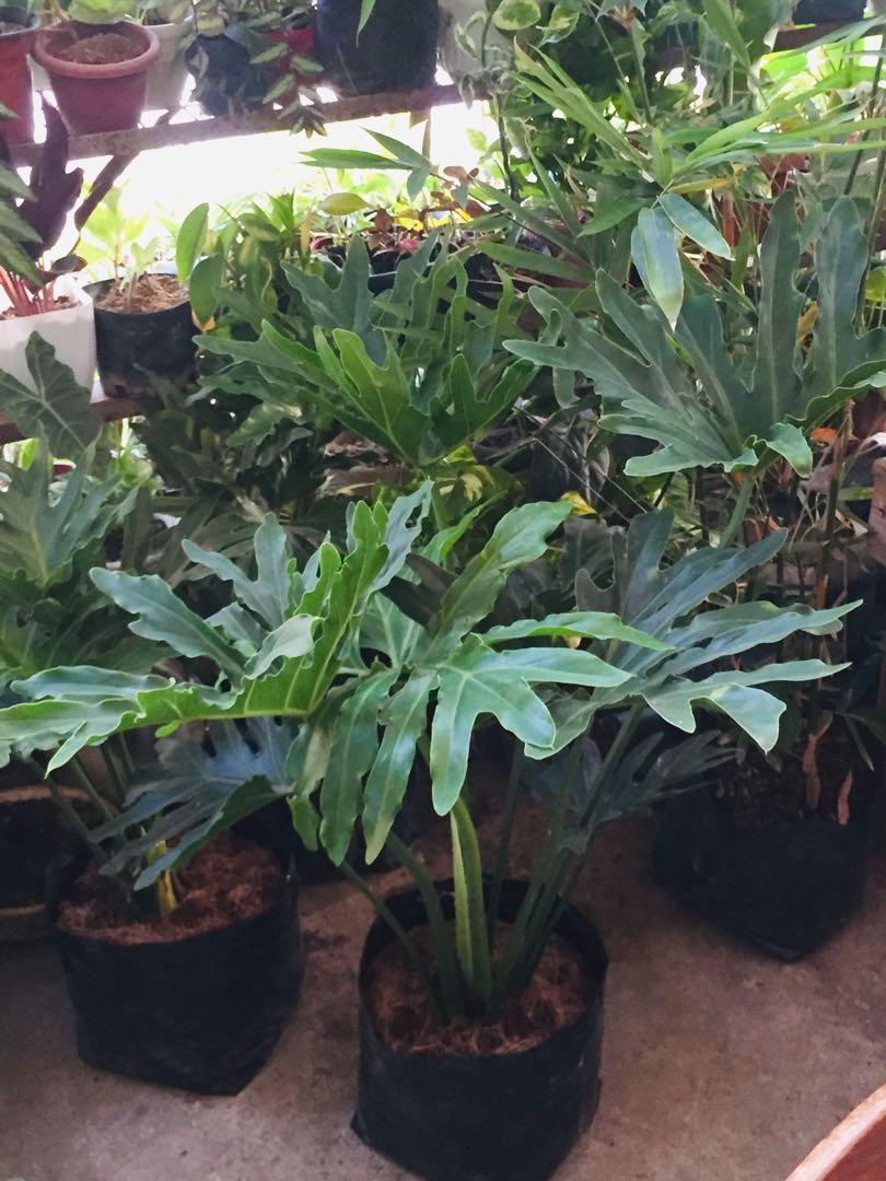 Five fingers plant, Furniture & Home Living, Gardening, Plants & Seeds ...