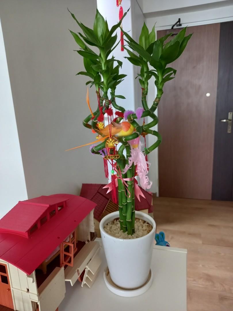 Fu Gui bamboo plant, Furniture & Home Living, Gardening, Plants & Seeds ...