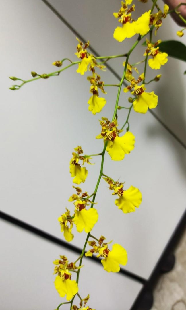 Oncidesa Goldiana 'Golden Shower' Orchid, Furniture & Home Living, Gardening, Plants & Seeds on ...