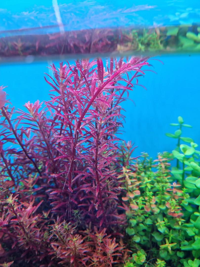 Rotala Blood Red, Furniture & Home Living, Gardening, Plants & Seeds on ...