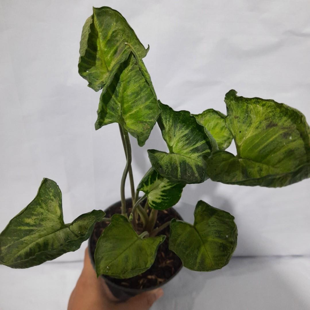 Syngonium Godzilla, Furniture & Home Living, Gardening, Plants & Seeds ...