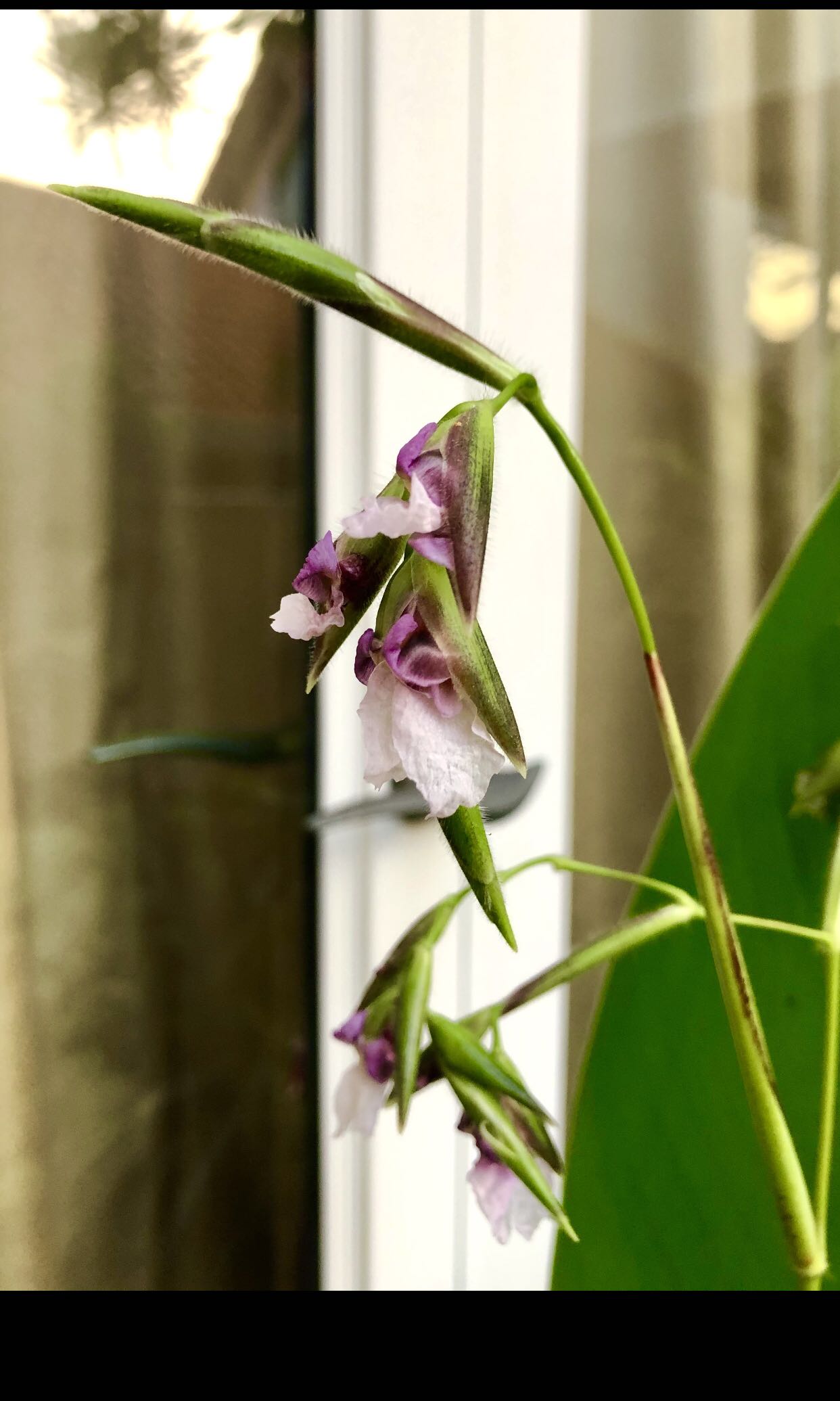 Thalia Dealbata/Water Canna, Furniture & Home Living, Gardening, Plants ...