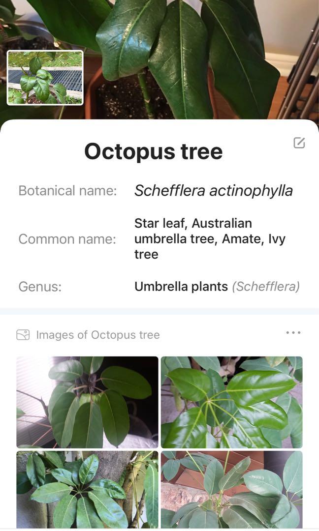 Octopus Plant, Furniture & Home Living, Gardening, Plants & Seeds on ...