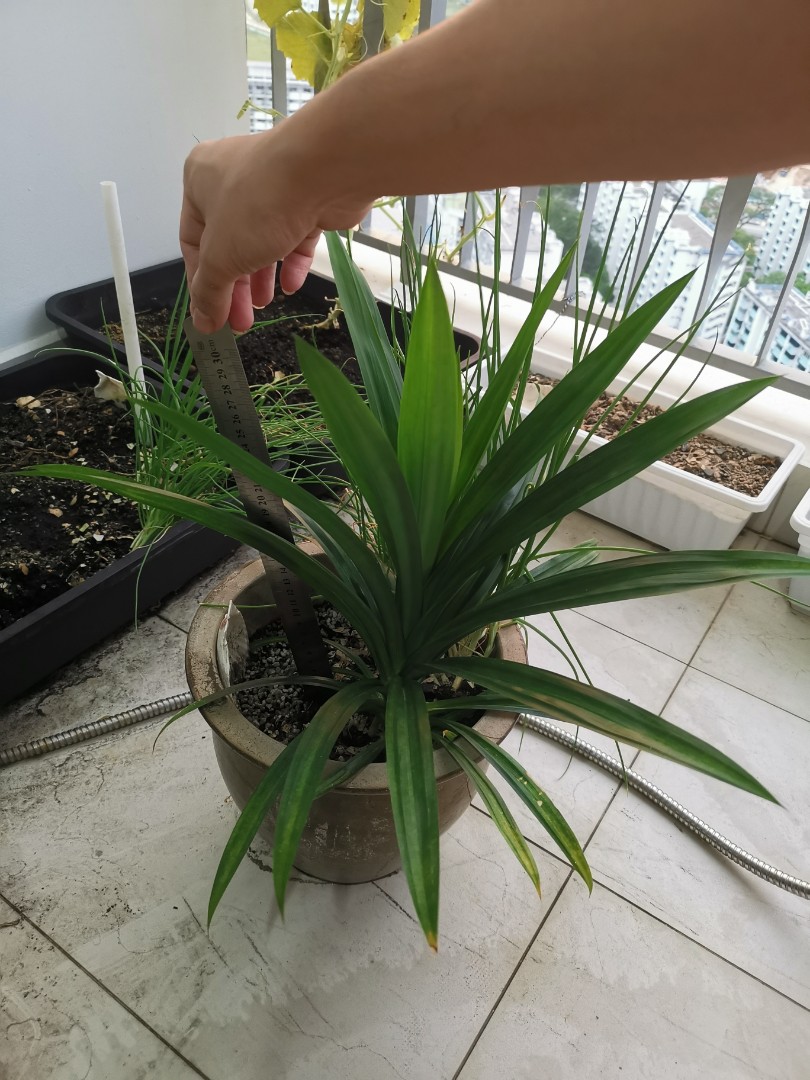 pandan in ceramic pots x2, Furniture & Home Living, Gardening, Plants ...