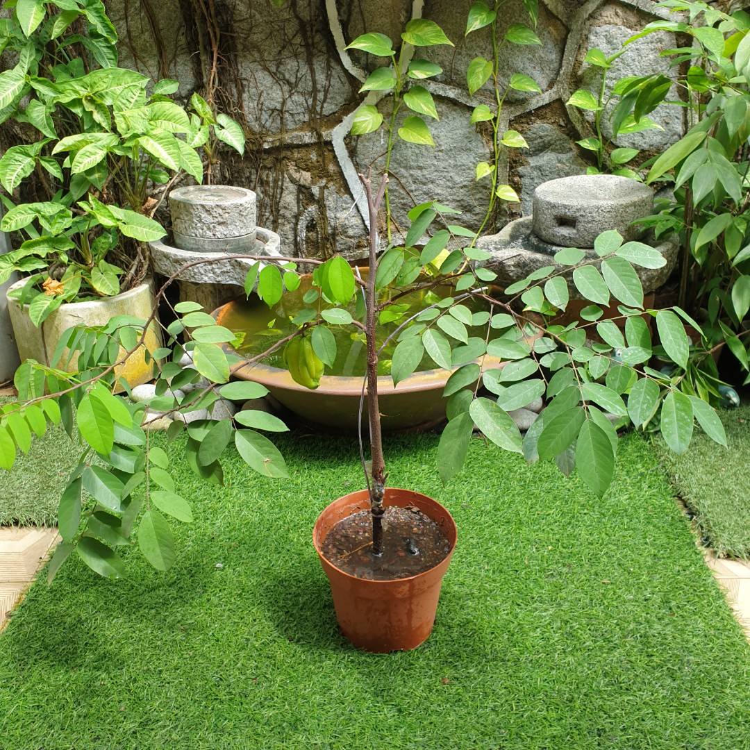Starfruit Mini-tree Grafted Plant (With Fruit Now), Furniture & Home ...