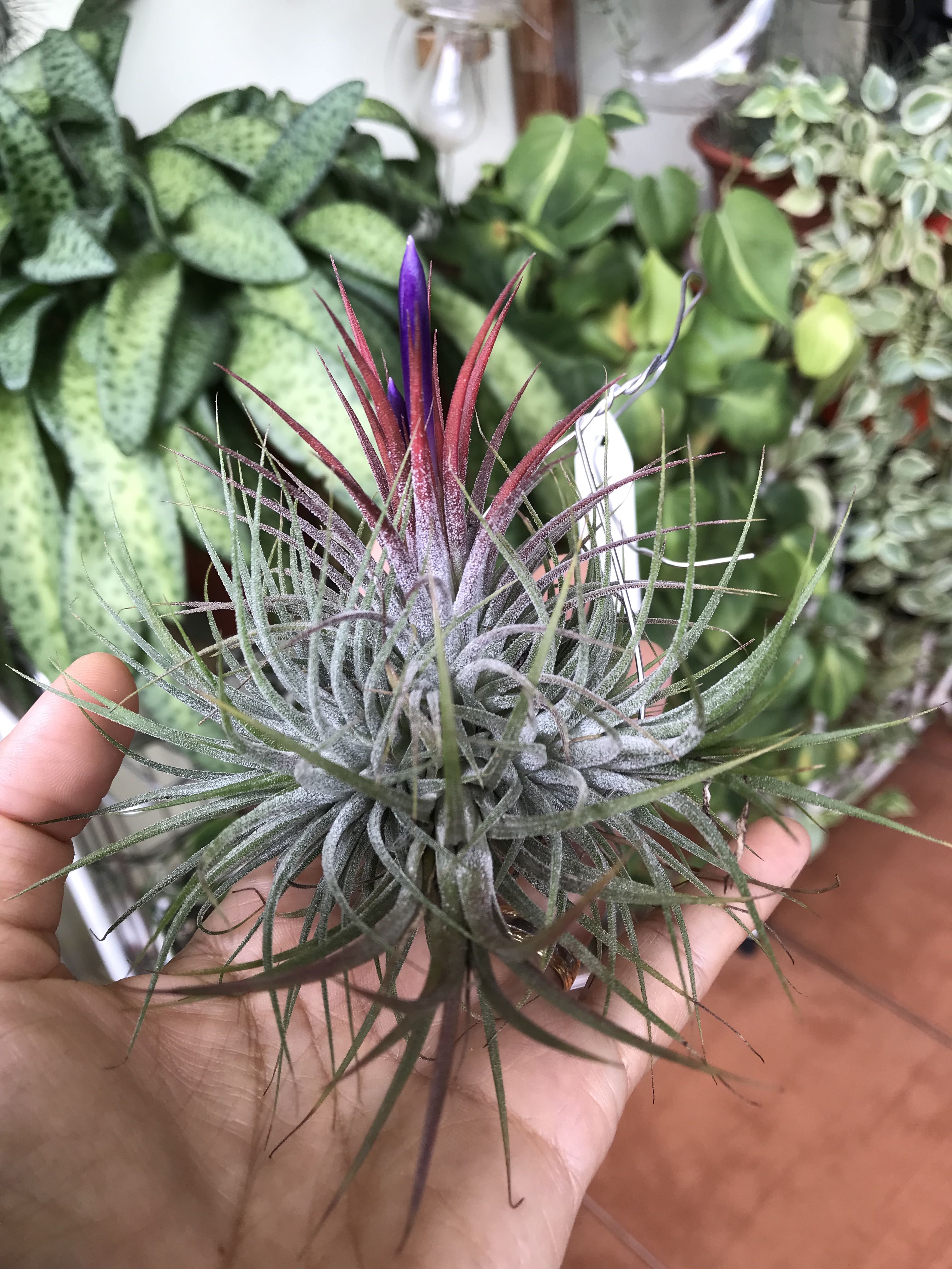 Tillandsia ionantha stricta, Furniture & Home Living, Gardening, Plants ...