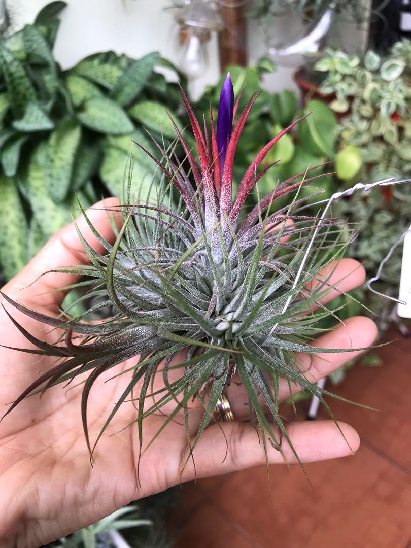 Tillandsia ionantha stricta, Furniture & Home Living, Gardening, Plants ...