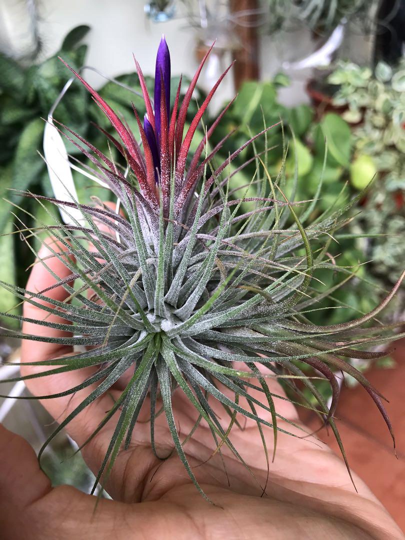 Tillandsia ionantha stricta, Furniture & Home Living, Gardening, Plants ...