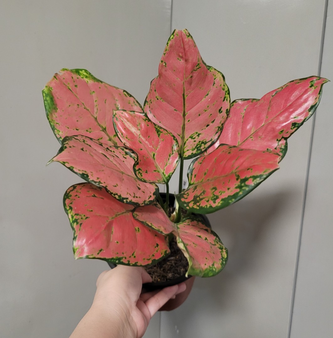 Aglaonema Red Beauty for SALE, Furniture & Home Living, Gardening ...