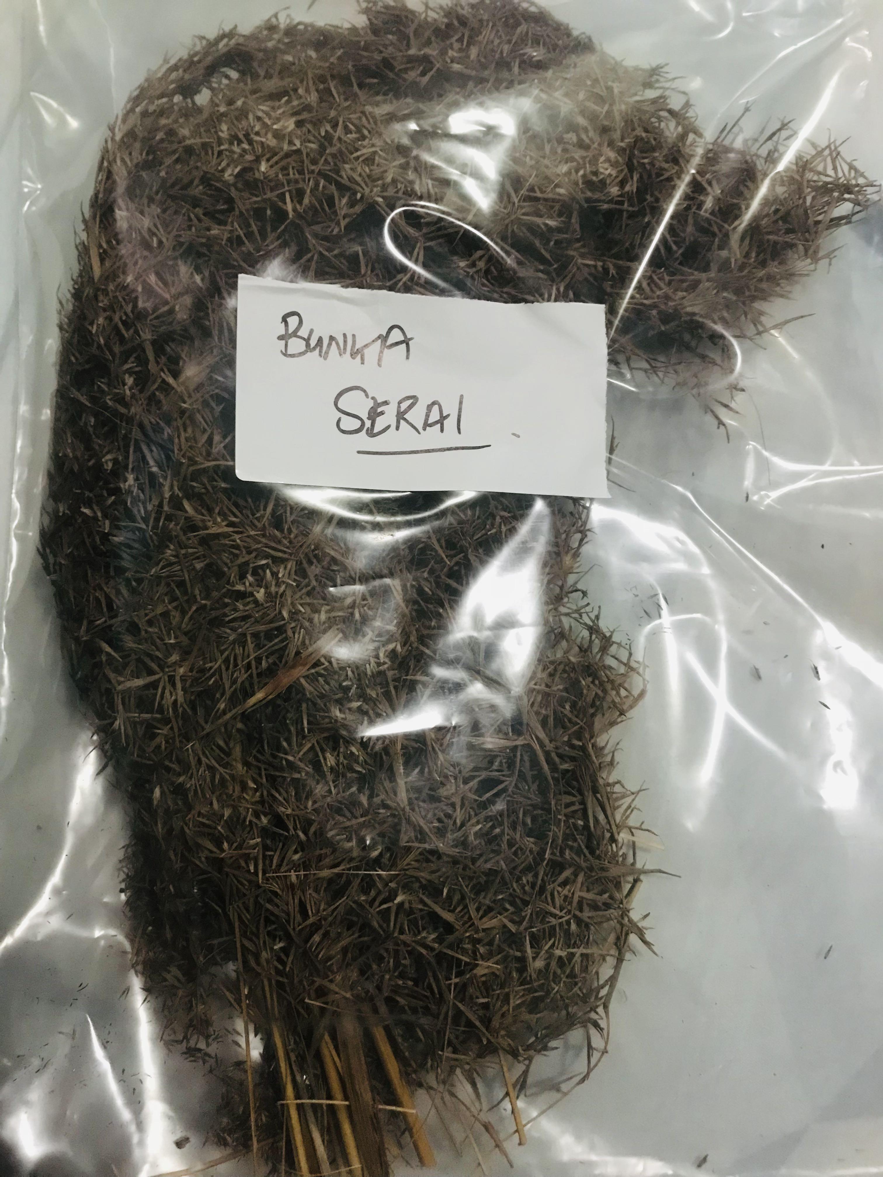 Bunga Serai Asli RARE ( Rare Mystic Lemongrass Flower For Aura ...