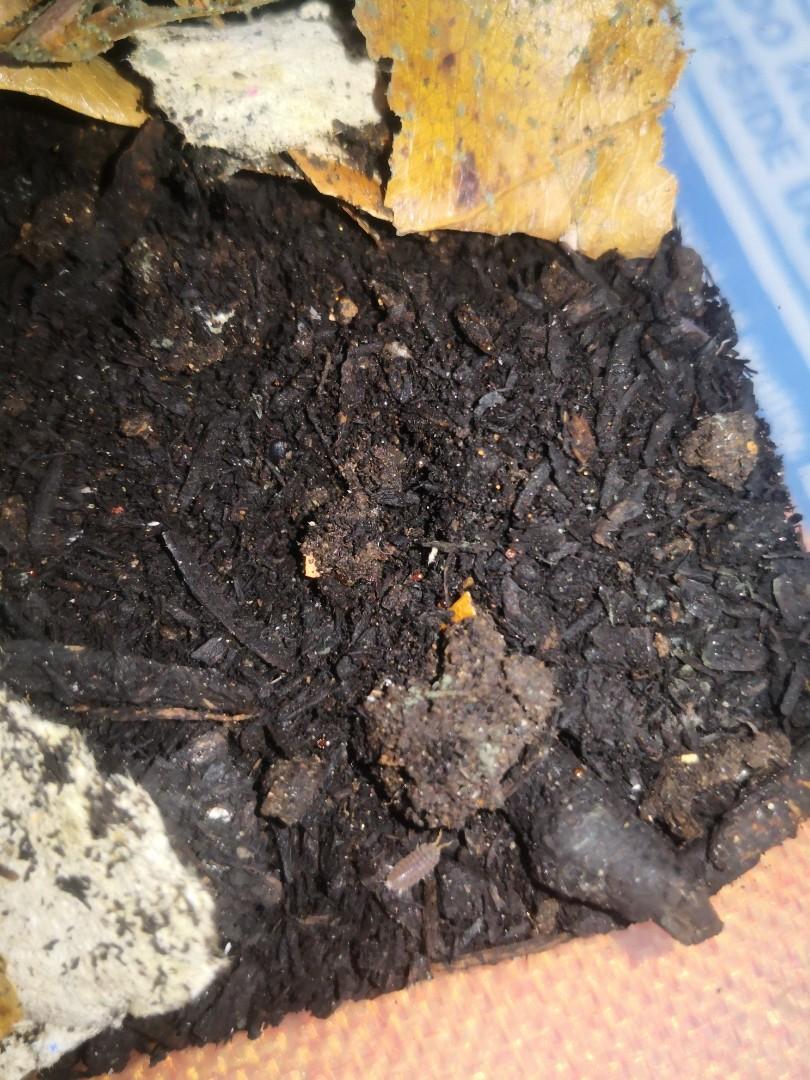Isopod Starter Culture for Terrarium / Vivarium /Paludarium, Furniture ...