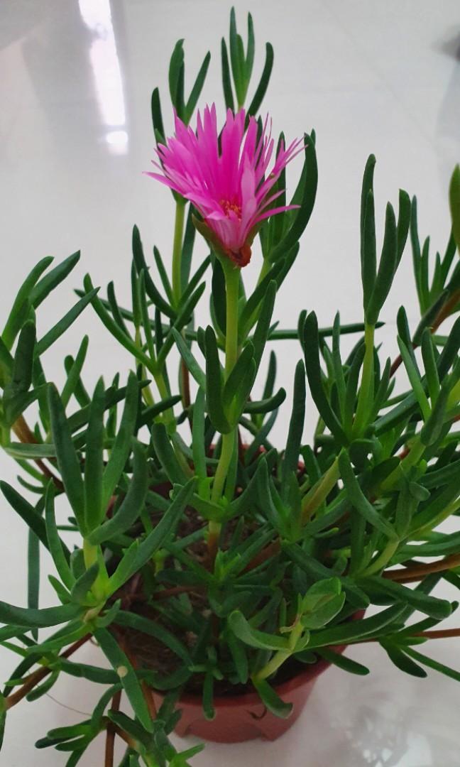 Lampranthus Roseus / Rosy Dew plant, Mini Ice plant (15cm pot ...