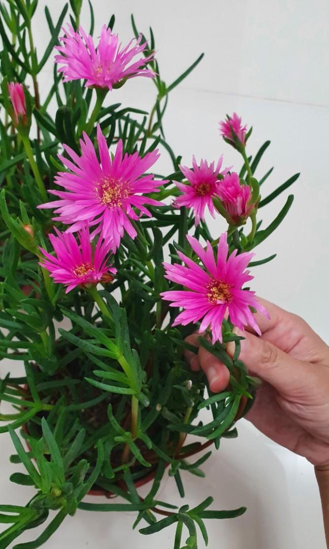 Lampranthus Roseus / Rosy Dew plant, Mini Ice plant (15cm pot ...