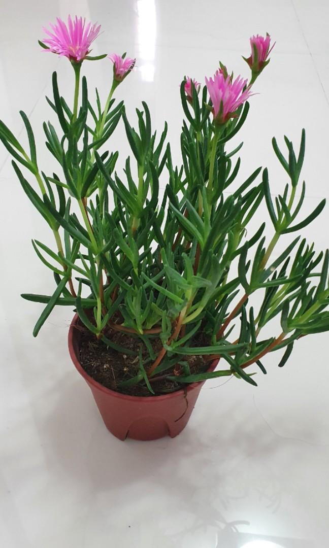 Lampranthus Roseus / Rosy Dew plant, Mini Ice plant (15cm pot ...
