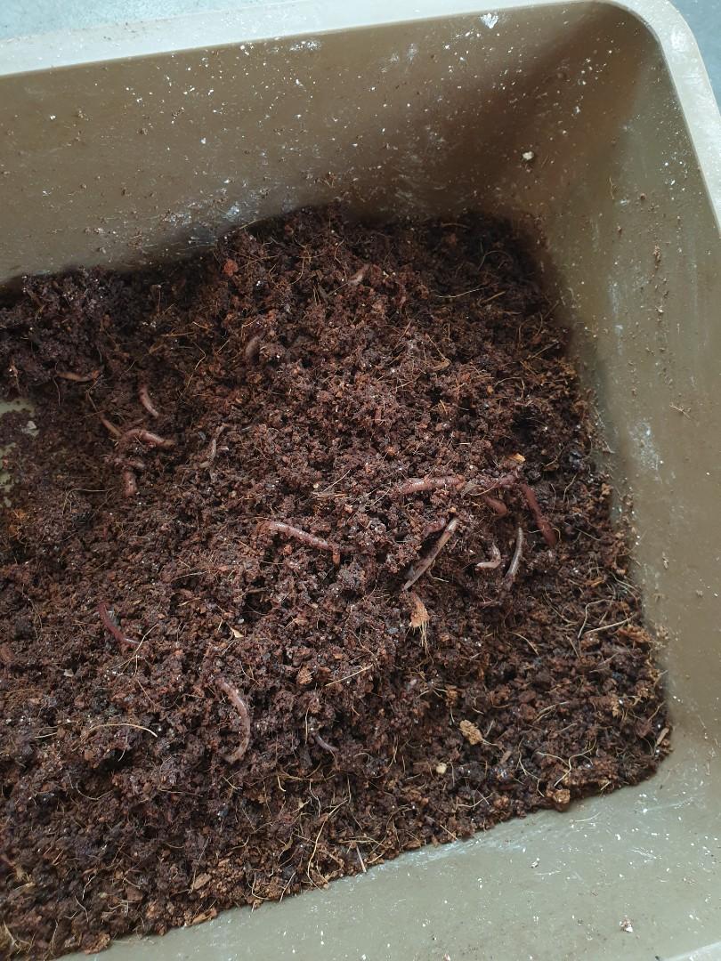 Malaysian Blue Composting Worms, Furniture & Home Living, Gardening ...