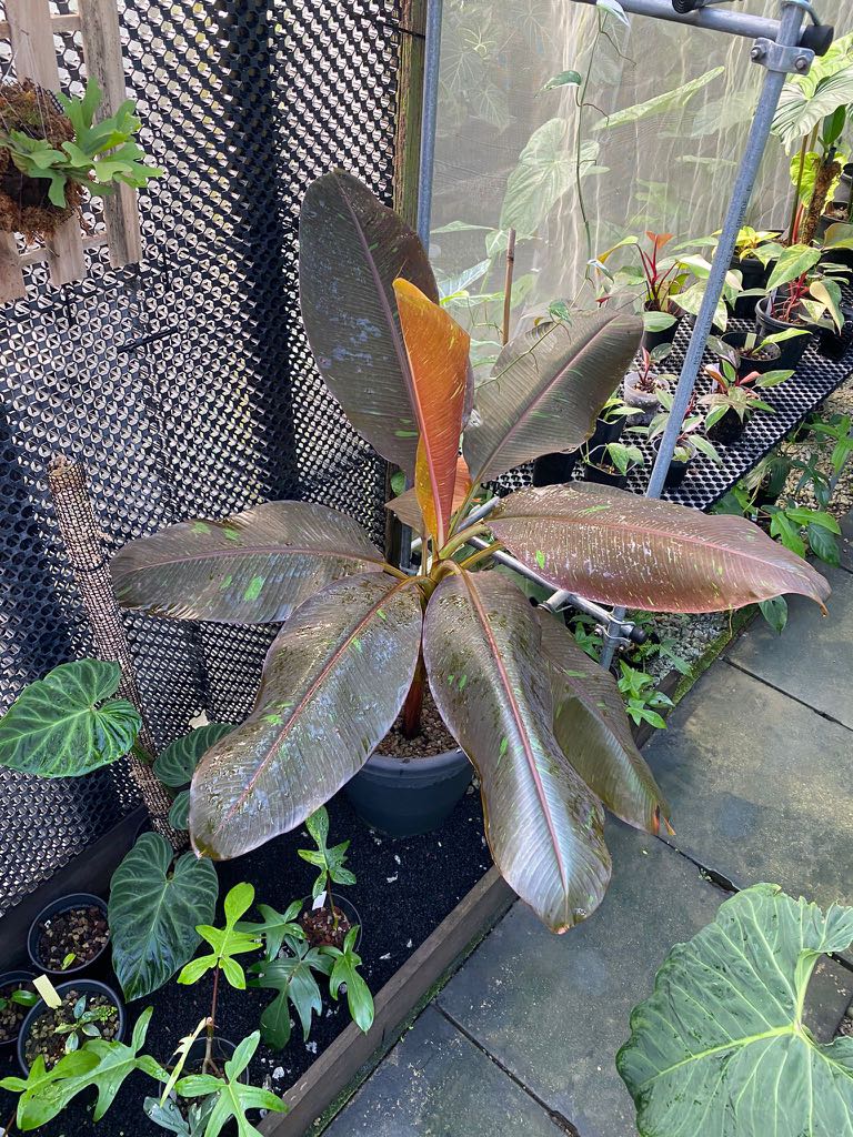 Musa Siam Ruby, Furniture & Home Living, Gardening, Plants & Seeds on ...