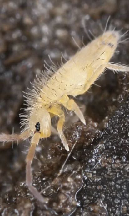 Terrarium Springtail feed, Pet Supplies, Homes & Other Pet Accessories ...