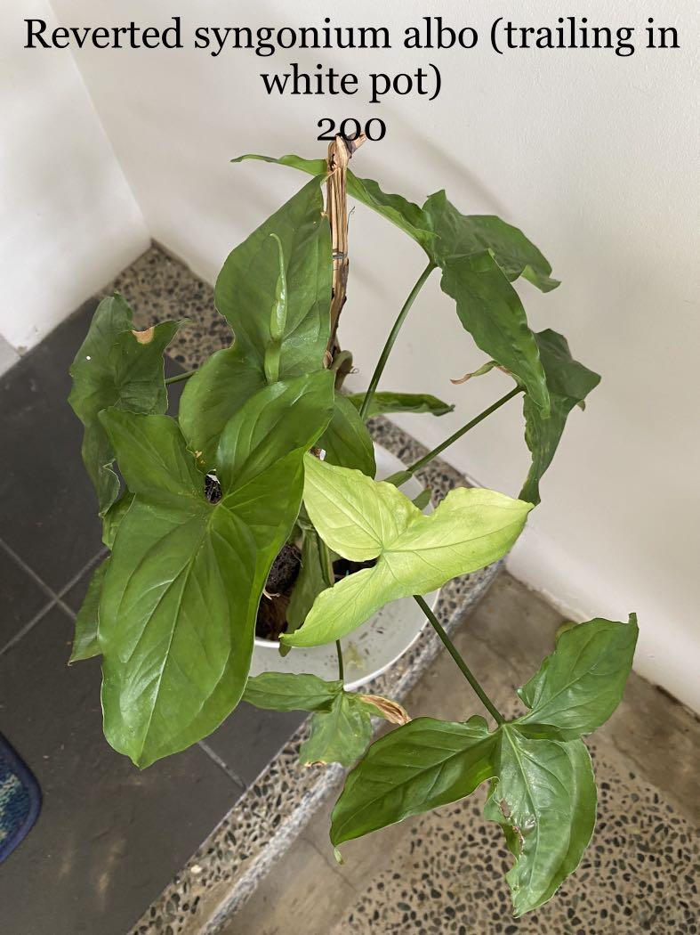 Syngonium reverted albo trailing, Furniture & Home Living, Gardening ...