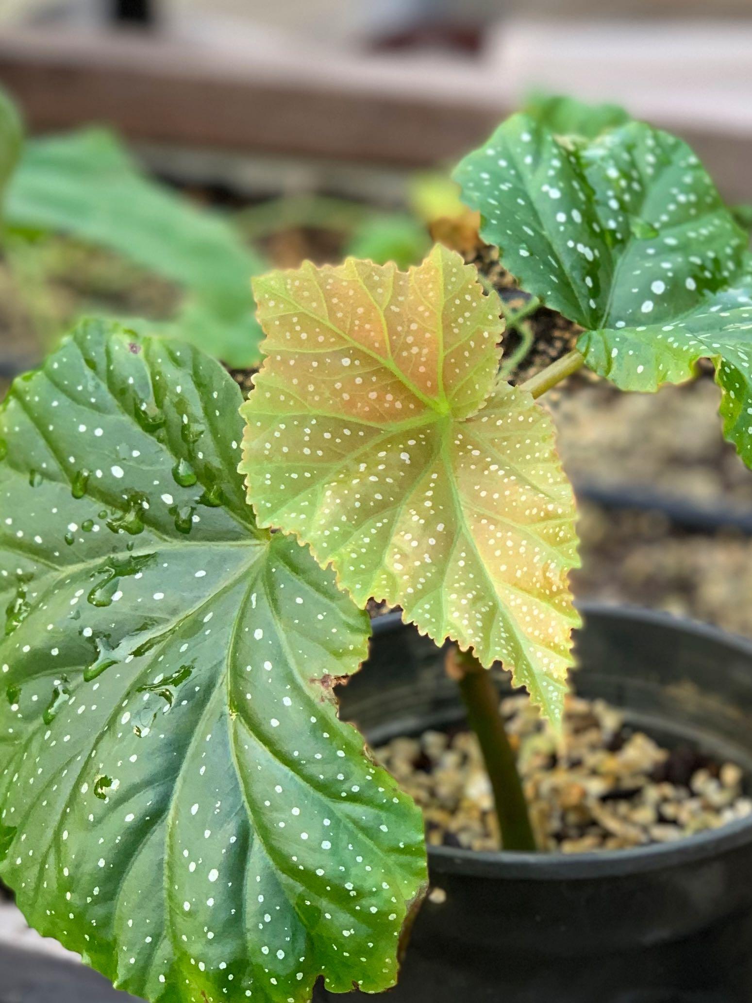 Begonia corallina de lucerna, Furniture & Home Living, Gardening ...