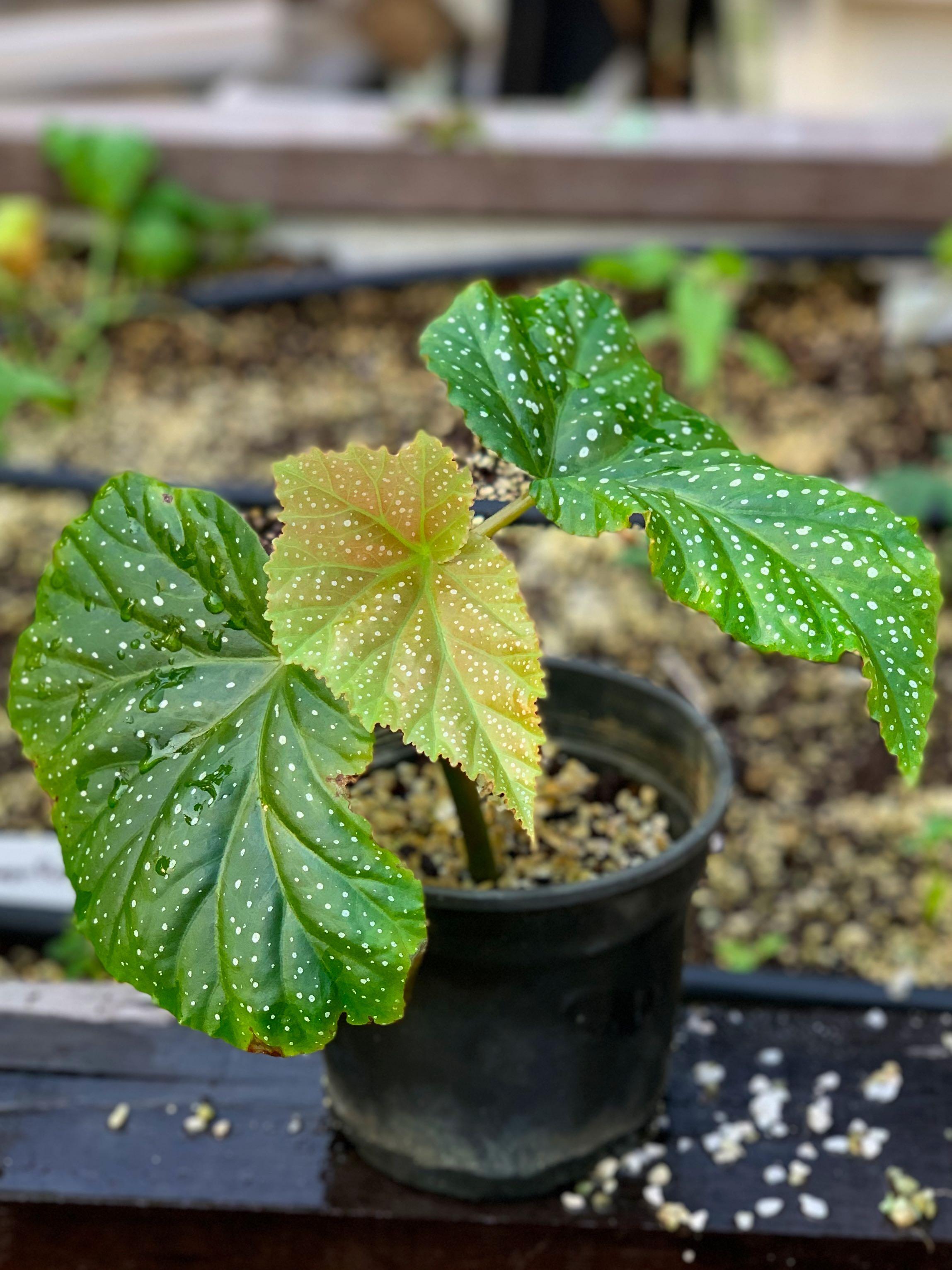 Begonia corallina de lucerna, Furniture & Home Living, Gardening ...