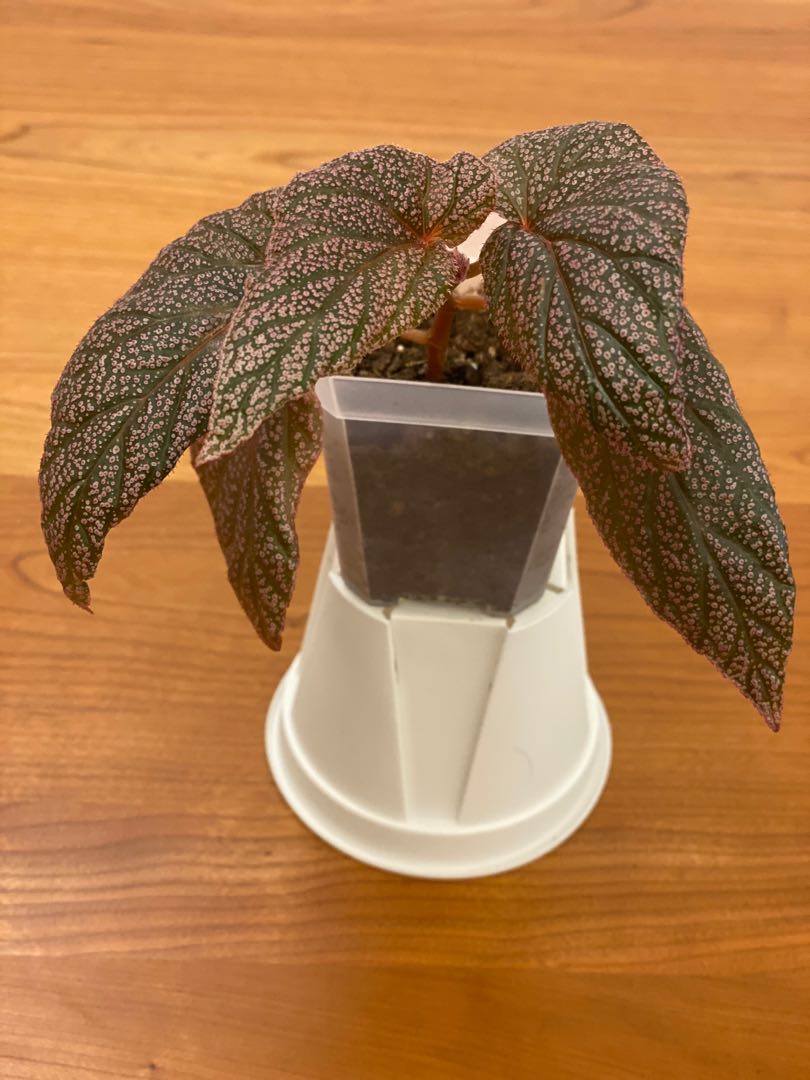 Begonia U062, Furniture & Home Living, Gardening, Plants & Seeds on ...