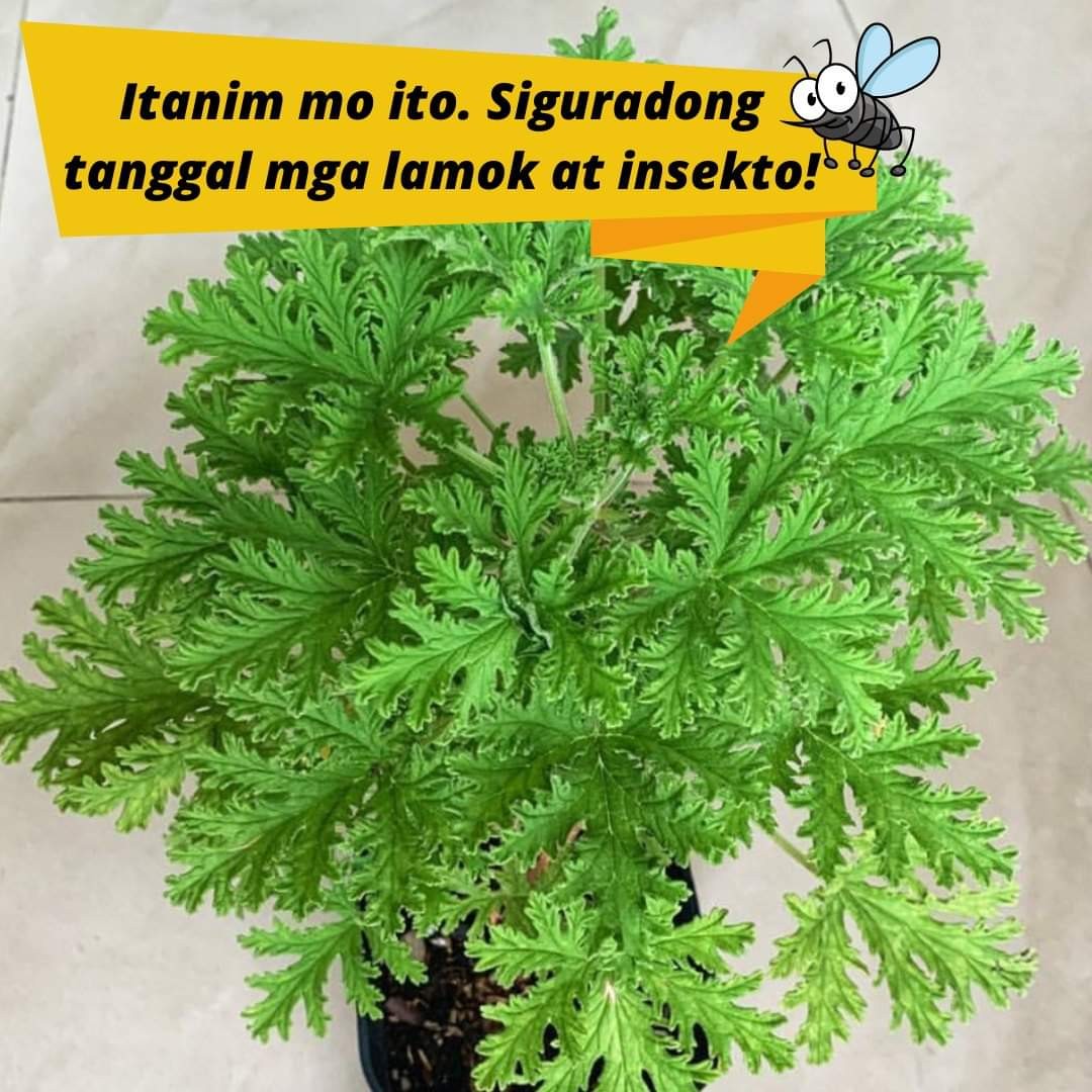 Malvarosa Citronella Lushed and stable rooted, Furniture & Home Living ...