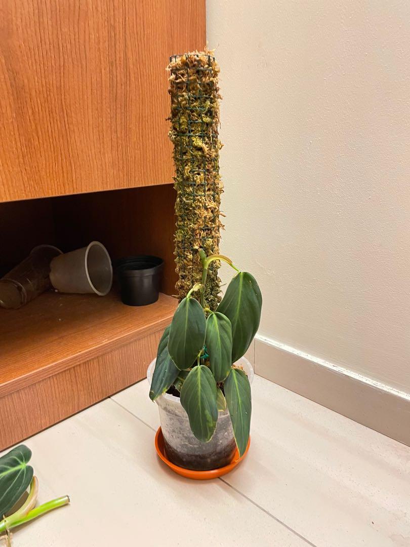 Philodendron Gigas on moss pole, Furniture & Home Living, Gardening ...