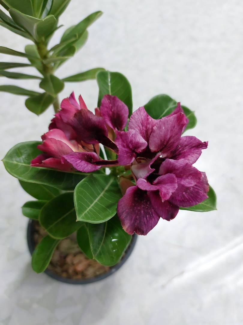Purple Adenium, Furniture & Home Living, Gardening, Plants & Seeds on ...