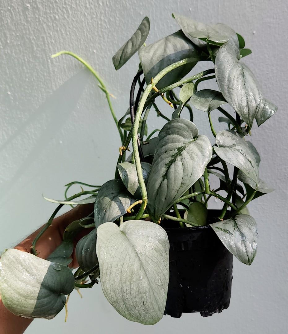 Scindapsus Silver Hero, Furniture & Home Living, Gardening, Plants ...
