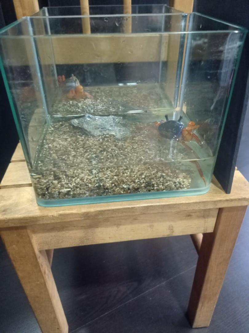 Acrylic and glass beta tanks, Pet Supplies, Homes & Other Pet ...