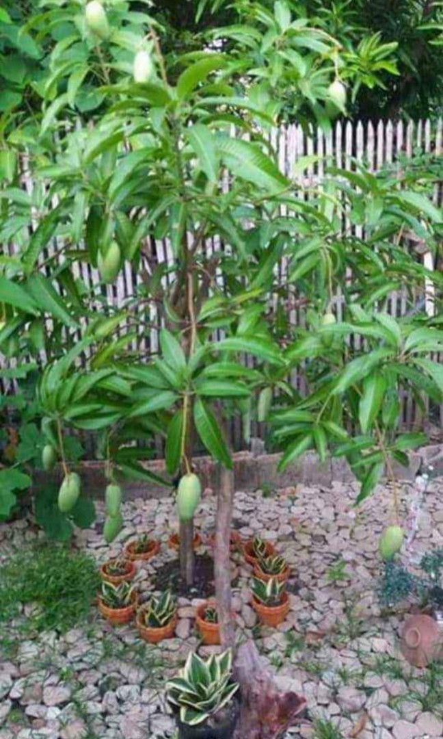 CATIMON MANGO DWARF, Furniture & Home Living, Gardening, Plants & Seeds ...