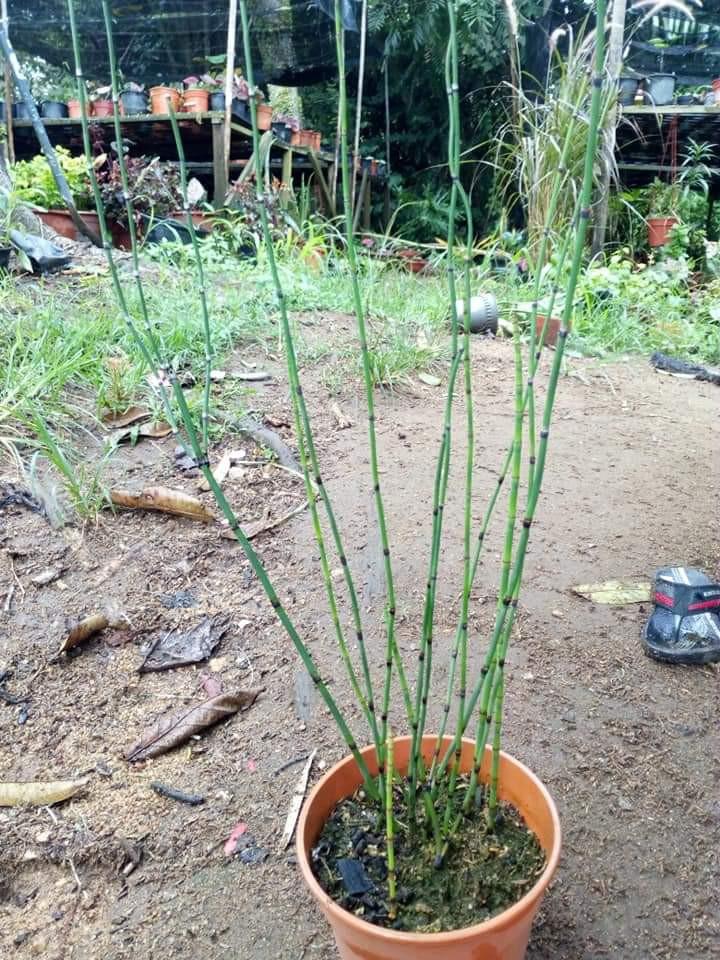Pokok horsetail Ready stock Real Live Plant, Furniture & Home Living ...