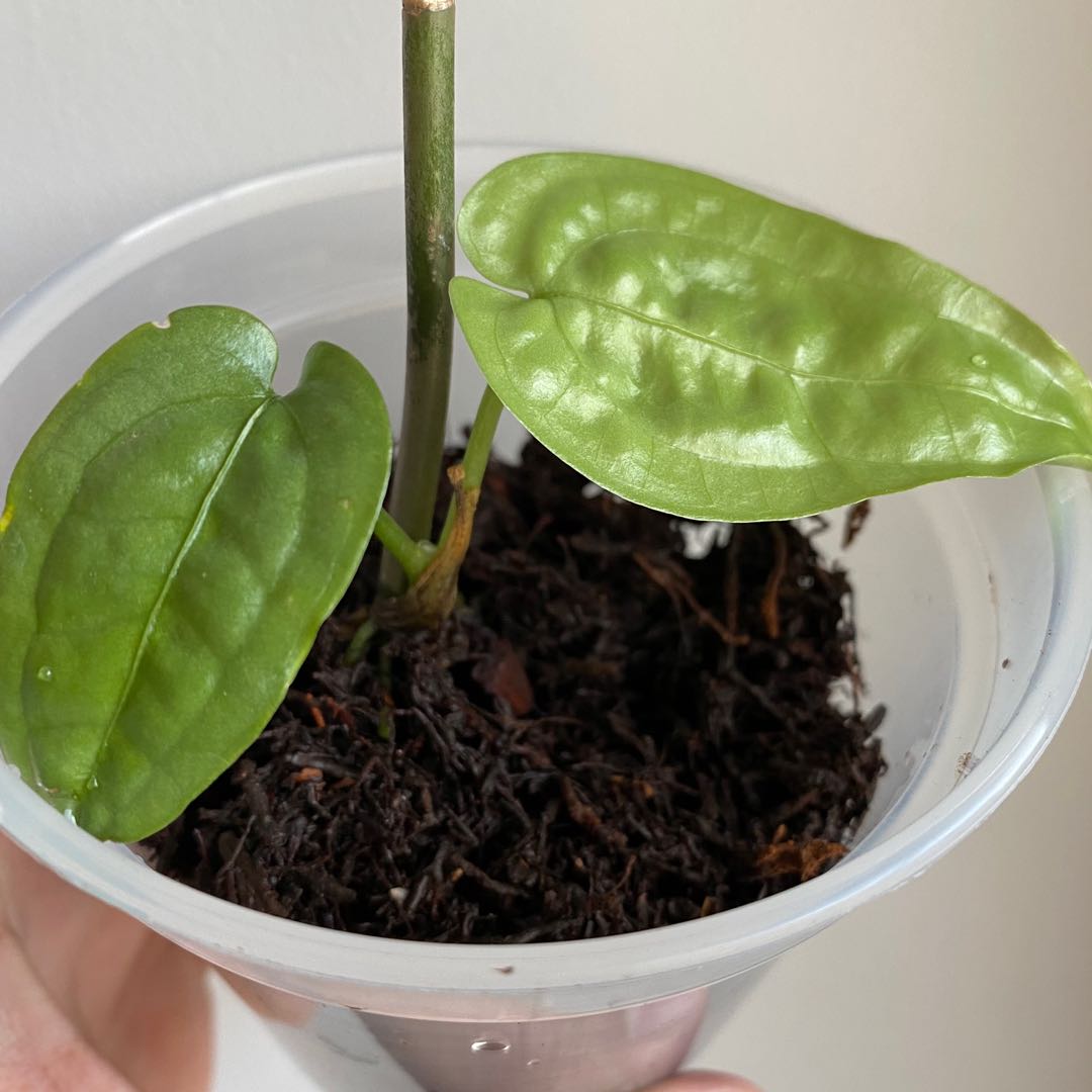 Rare Anthurium sp Limon, Furniture & Home Living, Gardening, Plants ...