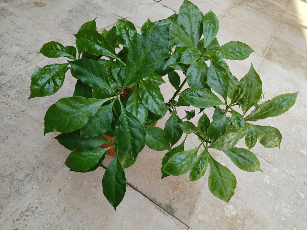 Seven Star Needle/Pereskia Bleo, Furniture & Home Living, Gardening ...