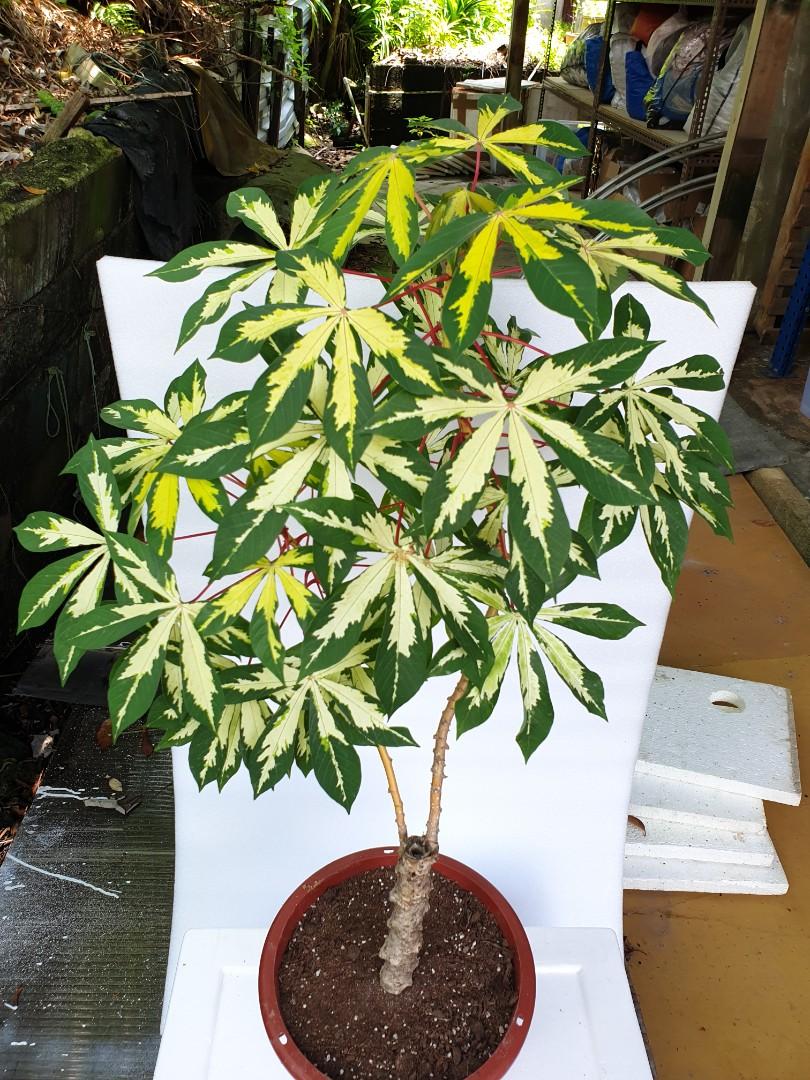 Variegated manihot esculenta ( tapioca ), Furniture & Home Living, Gardening, Plants & Seeds on ...