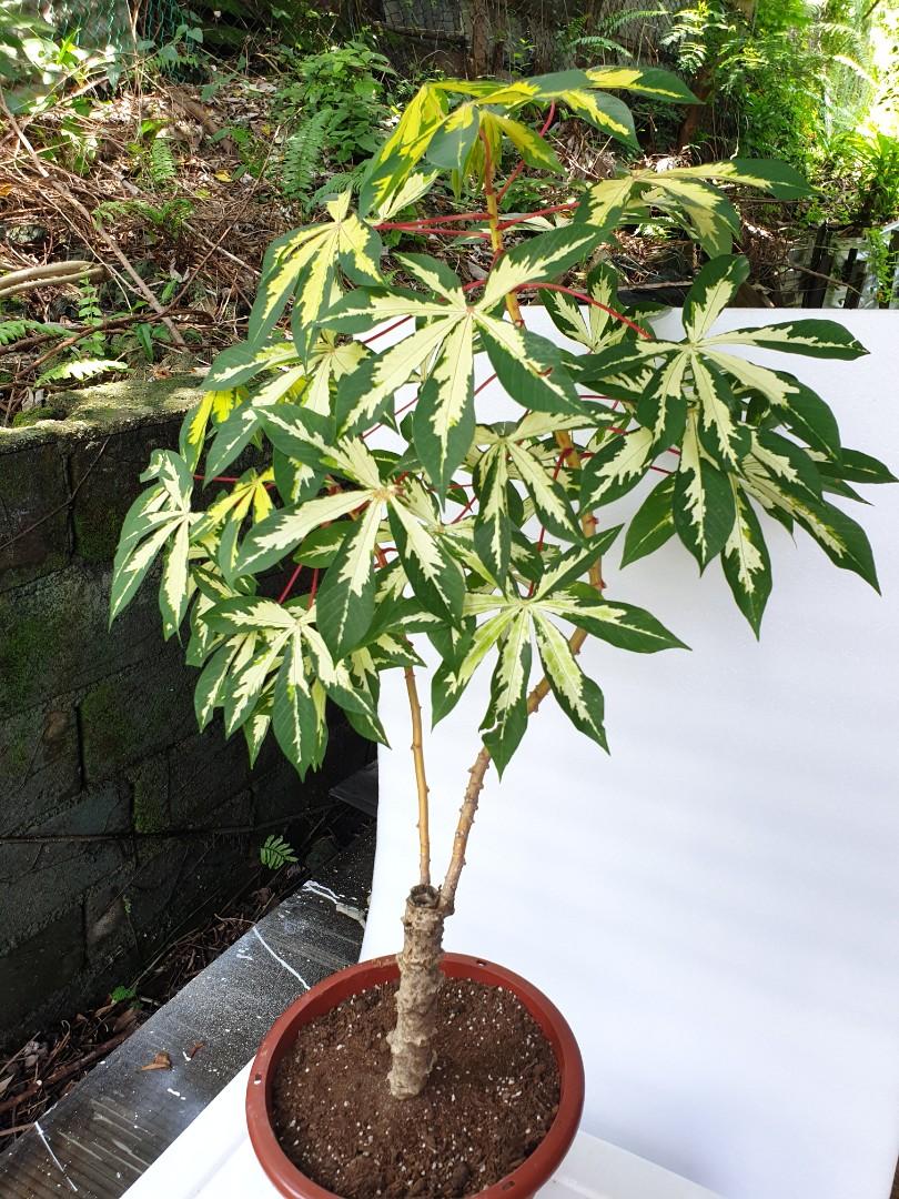 Variegated manihot esculenta ( tapioca ), Furniture & Home Living, Gardening, Plants & Seeds on ...