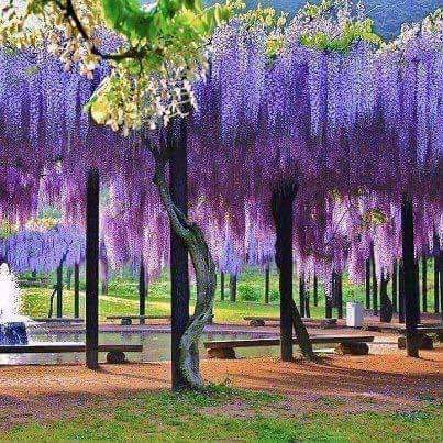 wisteria pokok bunga ungu berjuntai, Furniture & Home Living, Gardening ...