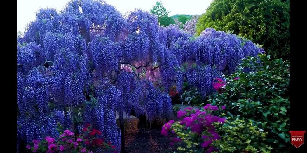 wisteria pokok bunga ungu berjuntai, Furniture & Home Living, Gardening ...