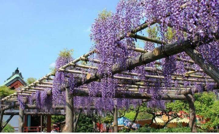 wisteria pokok bunga ungu berjuntai, Furniture & Home Living, Gardening ...