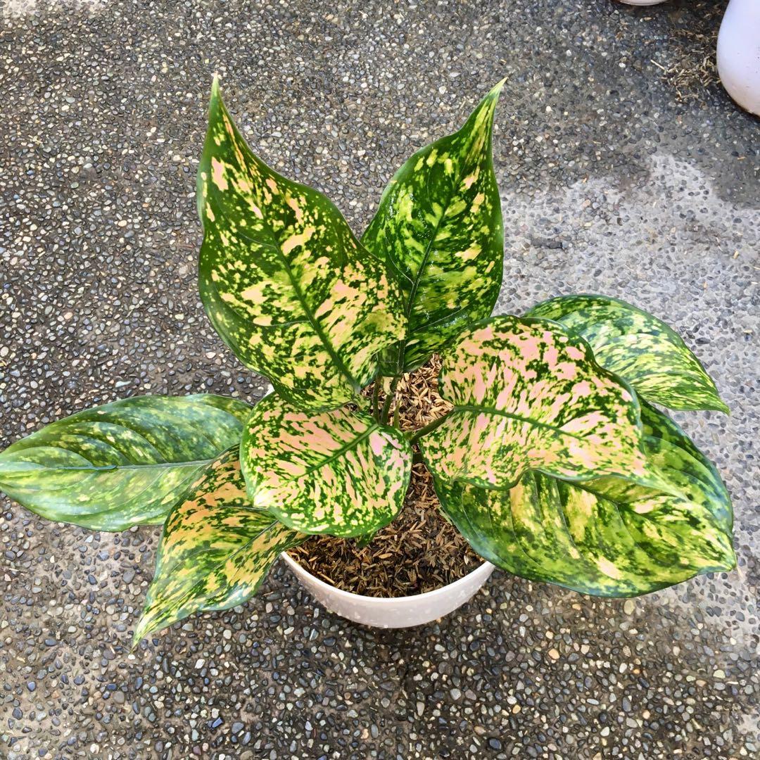 AGLAONEMA ETTA ROSE, Furniture & Home Living, Gardening, Plants & Seeds ...